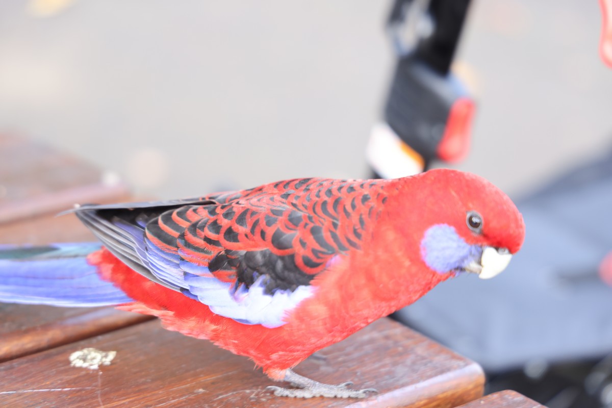 eBird Checklist - 1 May 2023 - Point Richards - 1 species