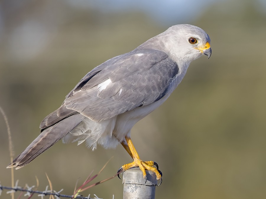 Gray Goshawk - eBird
