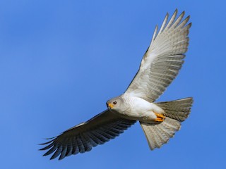 Gray Goshawk - eBird