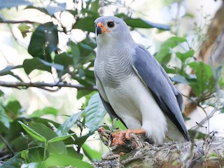Gray Goshawk - eBird