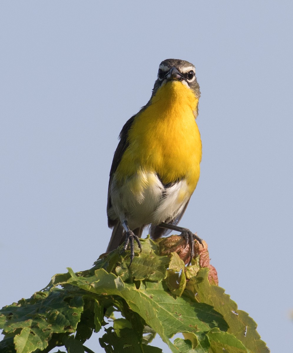 Maryland-DC Breeding Bird Atlas Checklist - 9 Jul 2024 - Bethel WMA ...