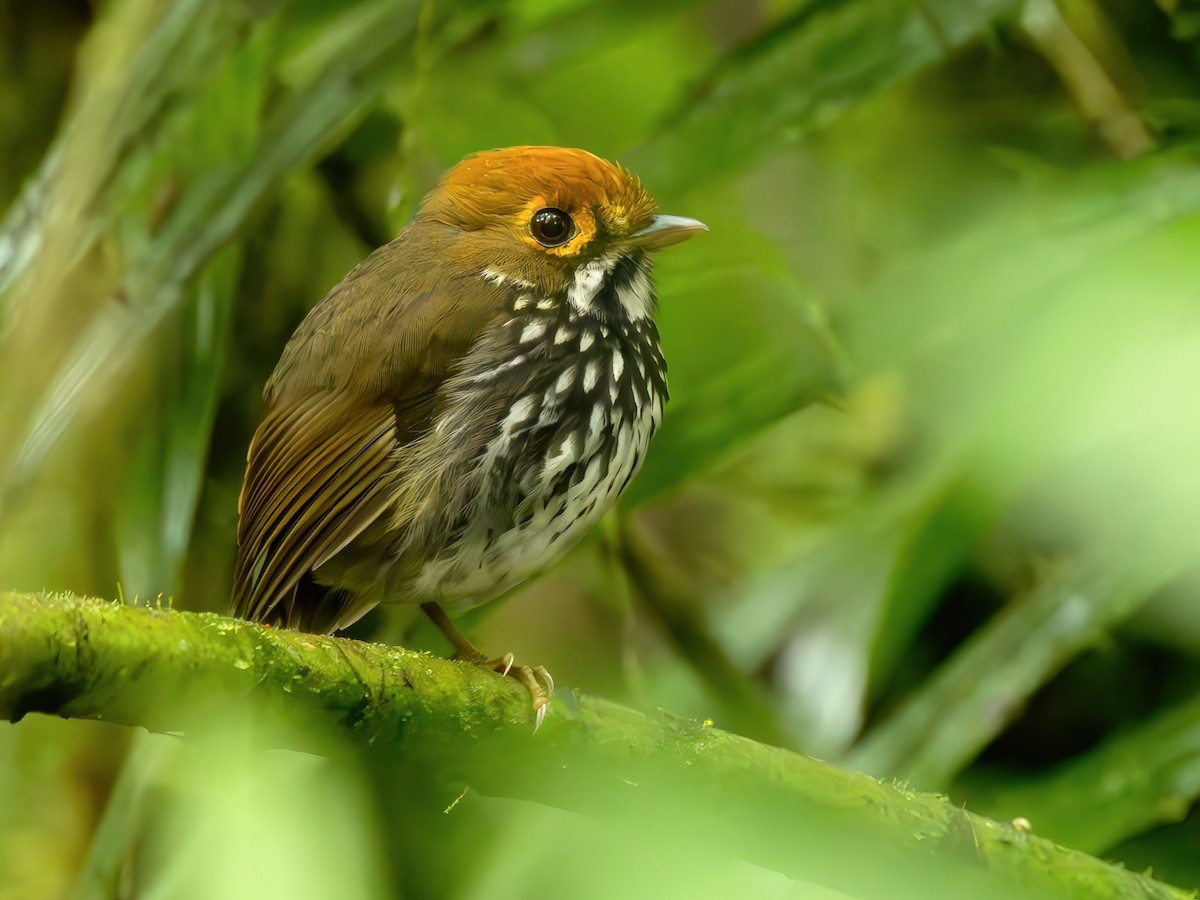 Peruvian Antpitta - Grallaricula peruviana - Birds of the World