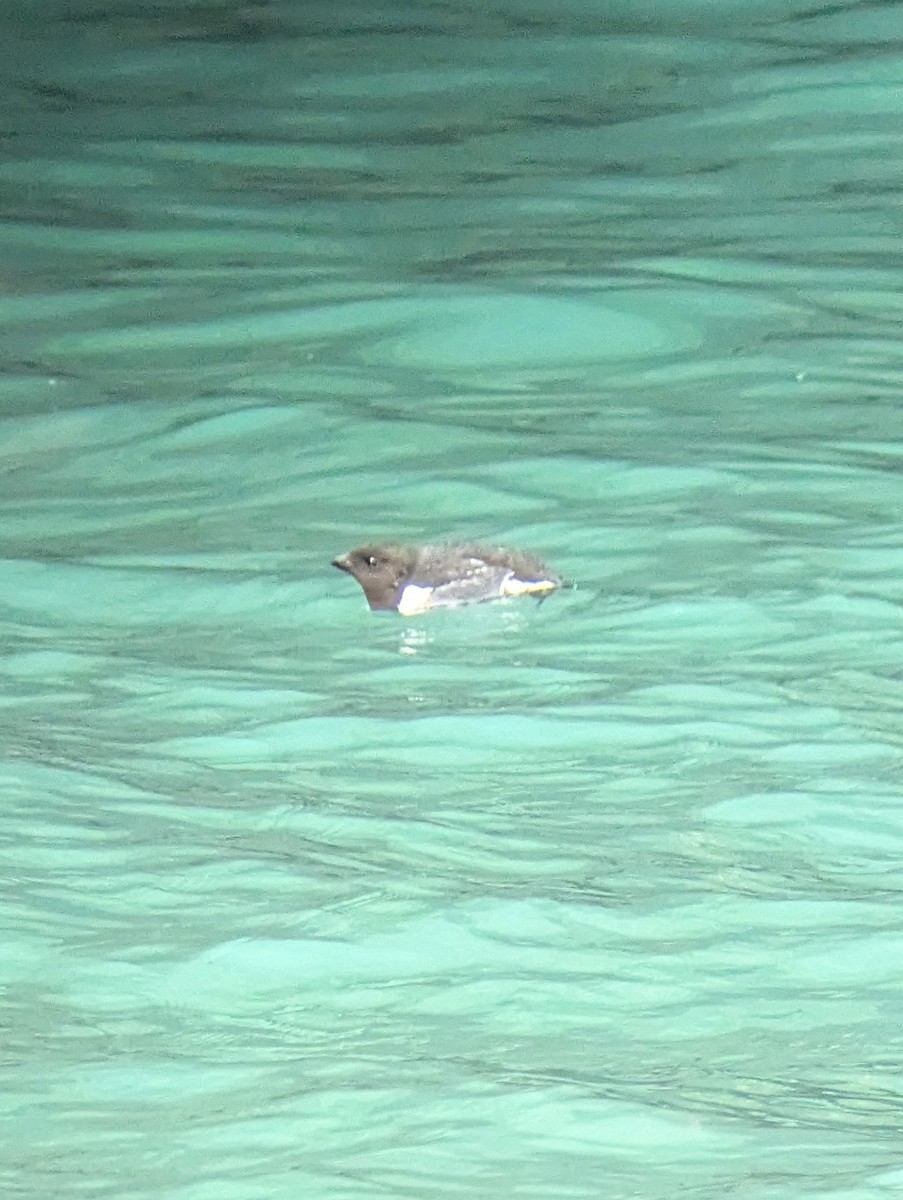 eBird Checklist - 9 Jul 2024 - CAINES HEAD DAY MARKER - 14 species