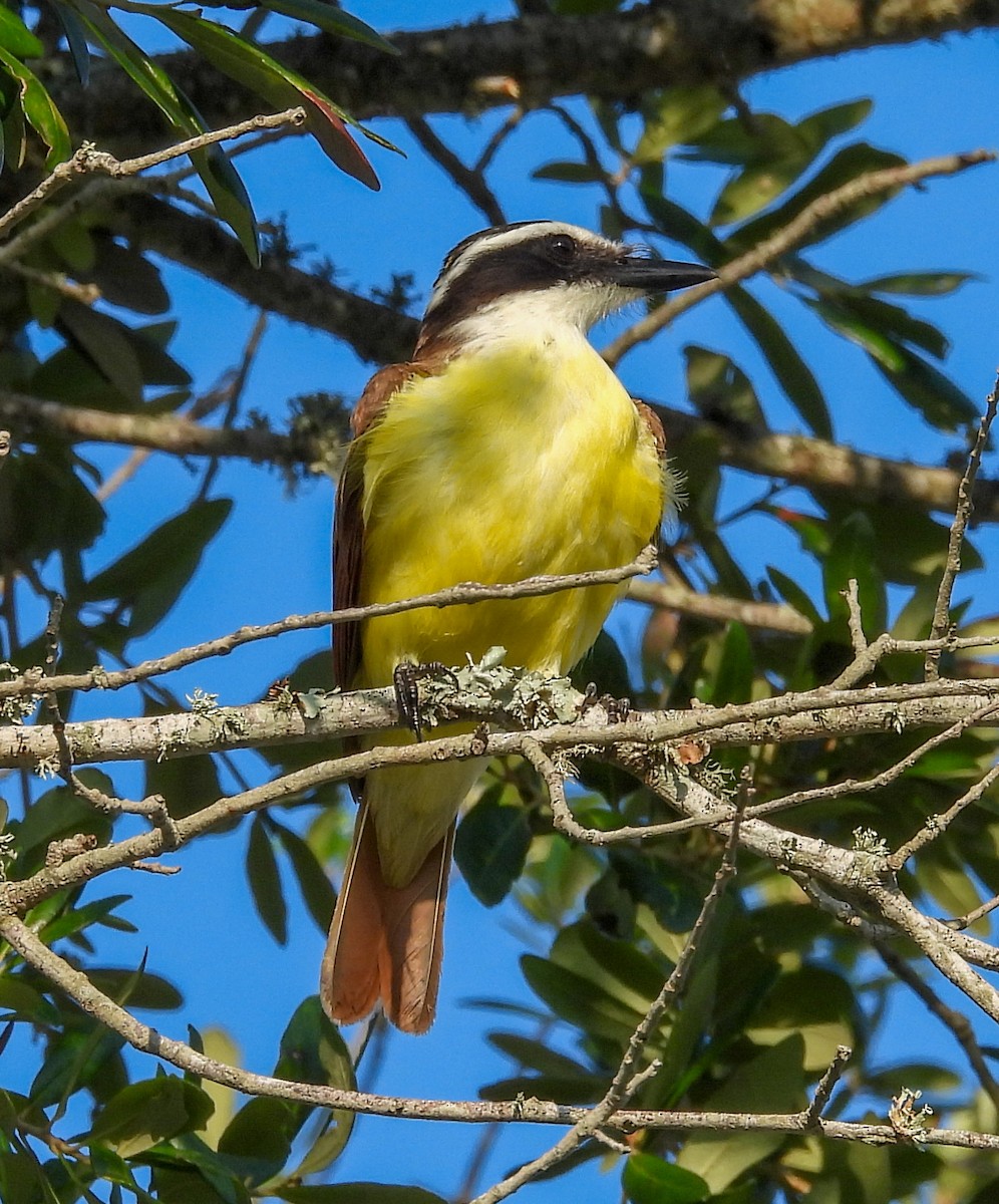 eBird Checklist - 10 Jul 2024 - 57-Acre Park, Galveston - 1 species