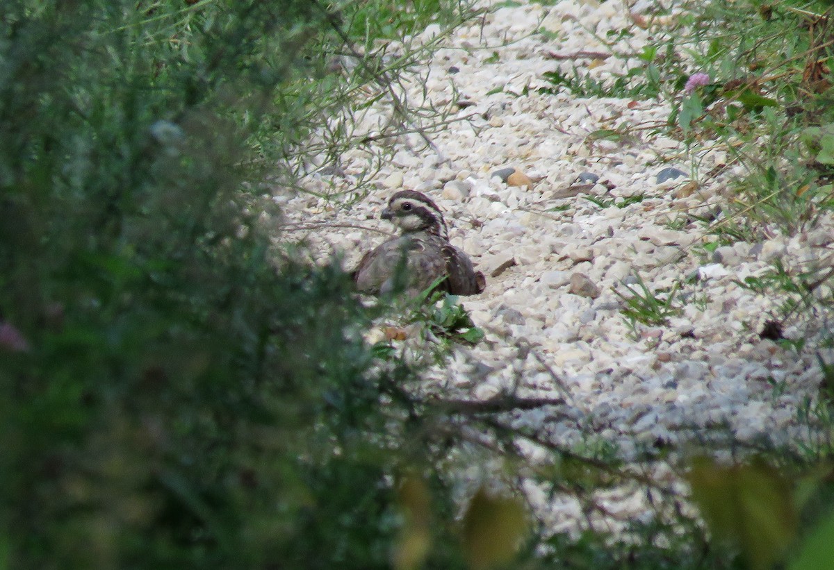 eBird Checklist - 10 Jul 2024 - Kettle Moraine Low Prairie SNA - 21 species