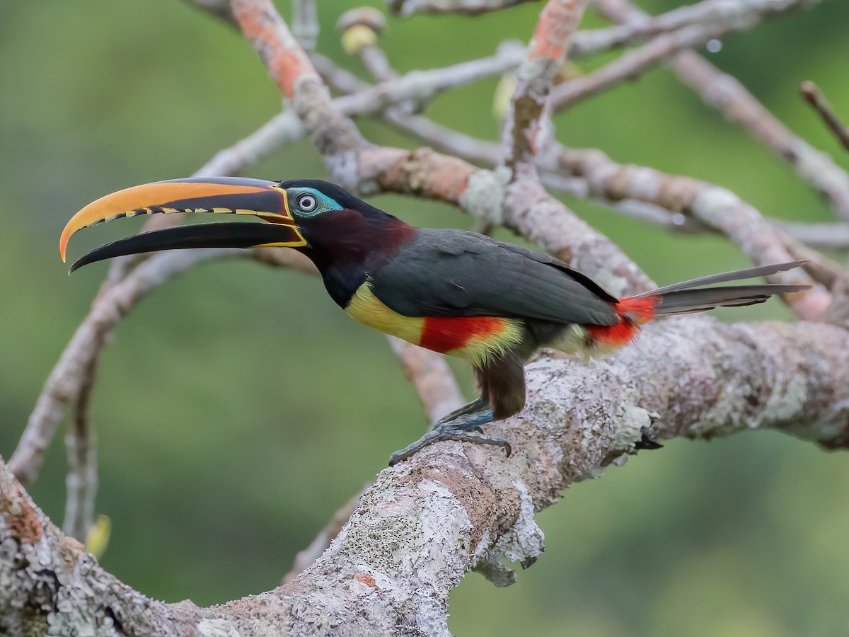 Chestnut-eared Aracari - Pteroglossus castanotis - Birds of the World