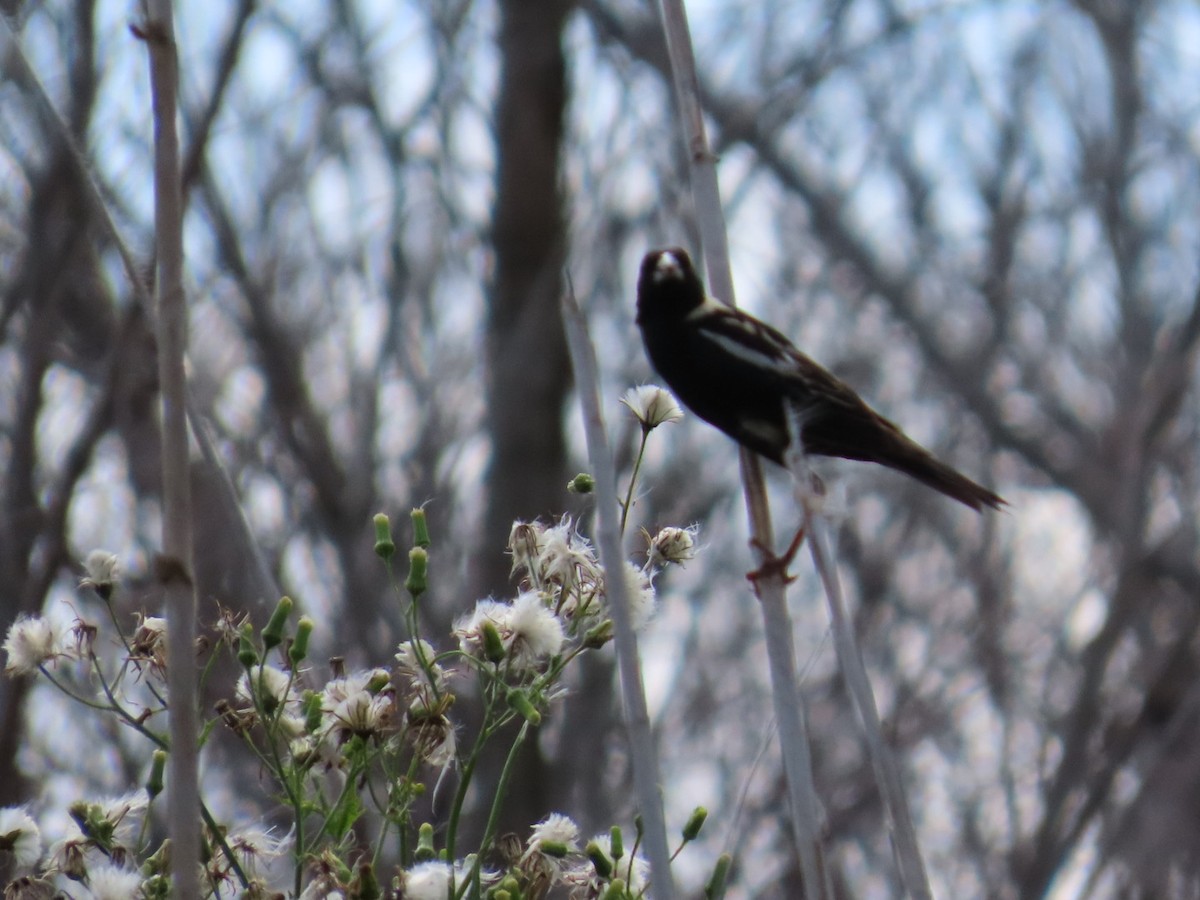 North Carolina Bird Atlas Checklist - 10 Jul 2024 - Pocosin Lakes NWR ...