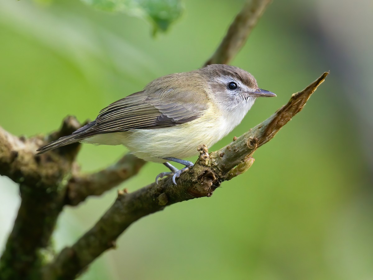 Brown-capped Vireo - Vireo leucophrys - Birds of the World