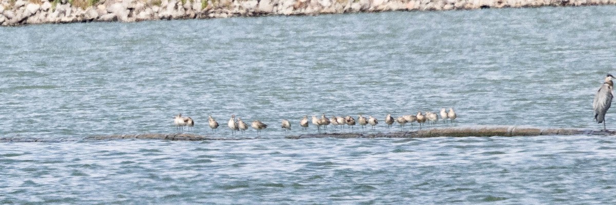 eBird Checklist - 2 Jul 2024 - Sutherland Reservoir - 18 species