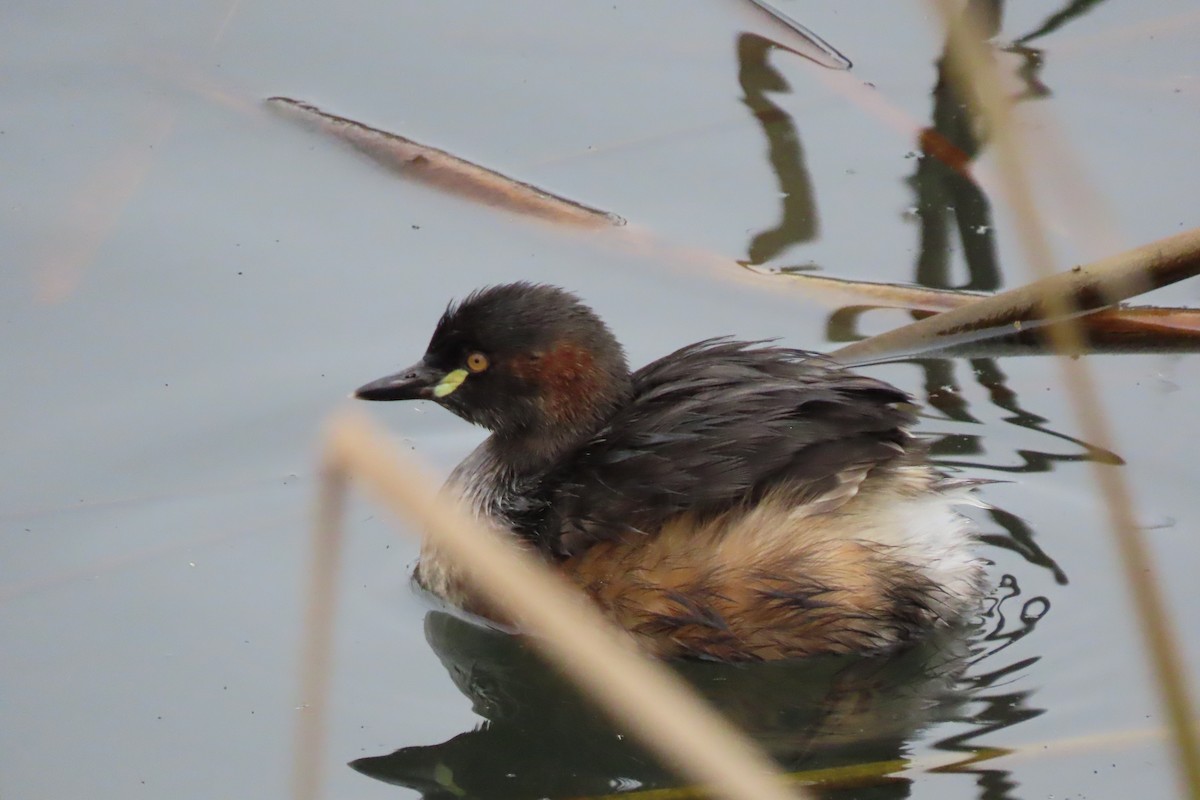 eBird Checklist - 11 Jul 2024 - Coombs pond - 17 species