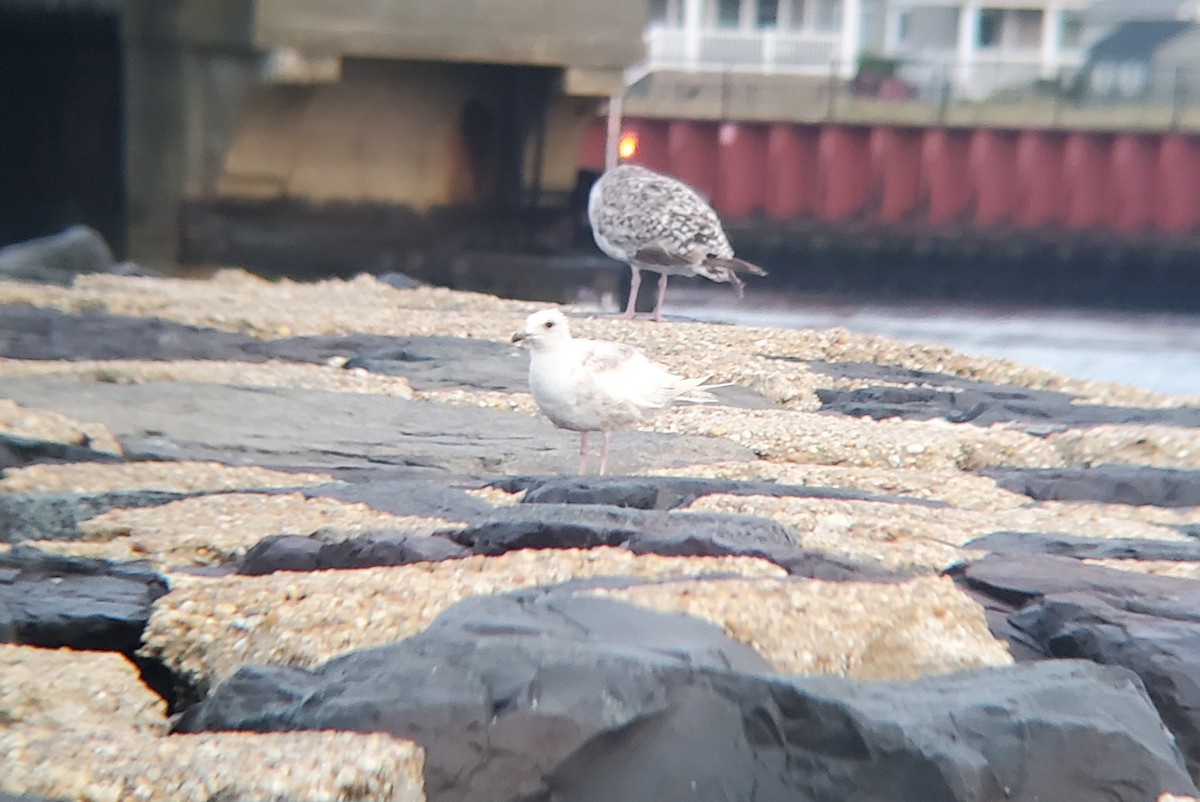 eBird Checklist - 11 Jul 2024 - Shark River Inlet - 1 species