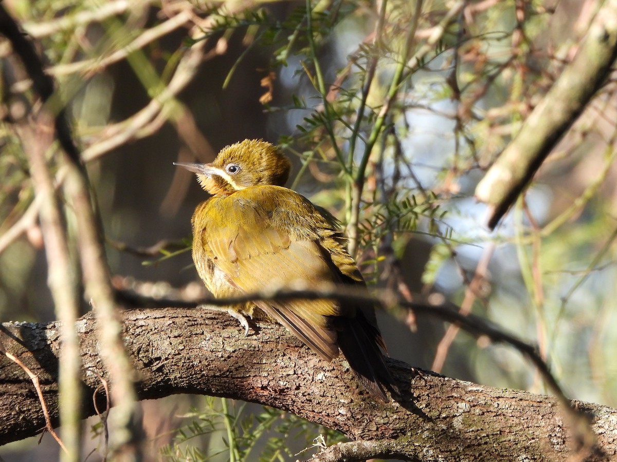 eBird Checklist - 10 Jul 2024 - Laguna Cora - 49 species