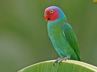 Red-cheeked Parrot - eBird