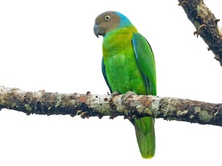 Red-cheeked Parrot - eBird