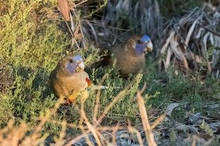 Eastern Bluebonnet - eBird