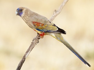 Eastern Bluebonnet - eBird