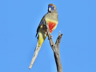 Eastern Bluebonnet - eBird