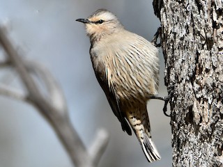 Brown Treecreeper - eBird