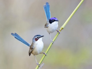 Purple Crowned Fairy Wren