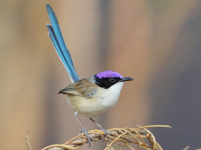 Photos - Purple-crowned Fairywren - Malurus coronatus - Birds of the World