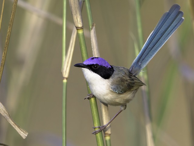 Photos - Purple-crowned Fairywren - Malurus coronatus - Birds of the World