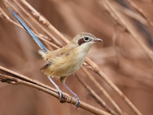 Photos - Purple-crowned Fairywren - Malurus coronatus - Birds of the World