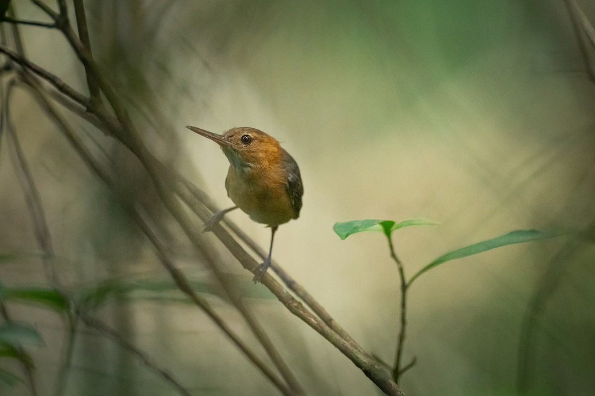 Long-billed Gnatwren (rufiventris Group) - eBird