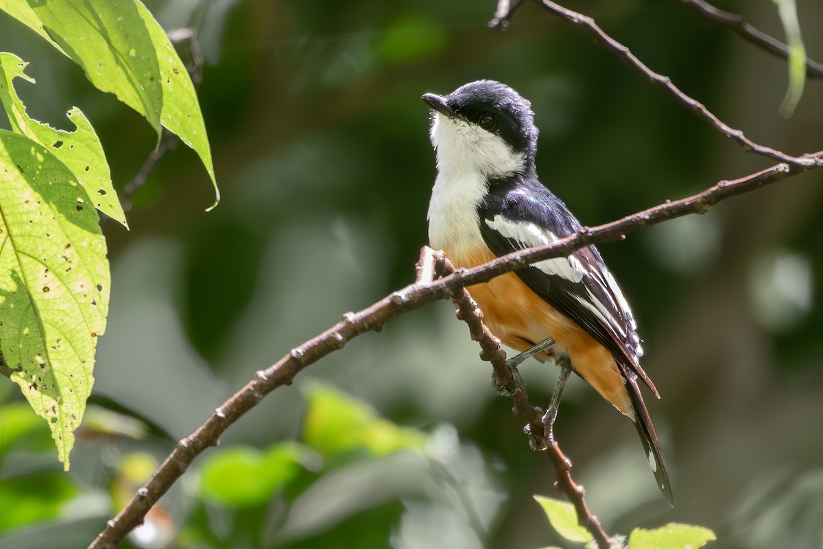 FOUND! Mussau Triller rediscovered in Papua New Guinea - Birds of the World