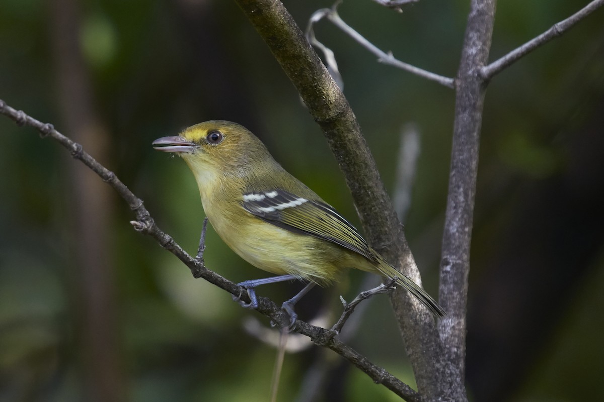 Mangrove Vireo (West Mexico) - eBird