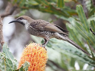 Western Wattlebird - eBird
