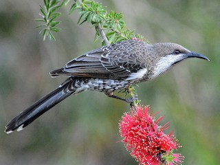 Western Wattlebird - eBird