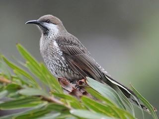 Western Wattlebird - eBird