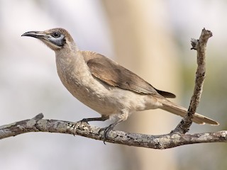 Little Friarbird - eBird