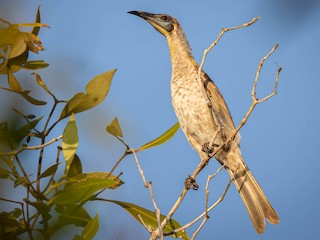 Little Friarbird - eBird