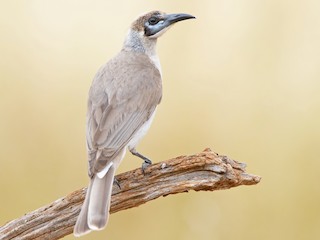Little Friarbird - eBird
