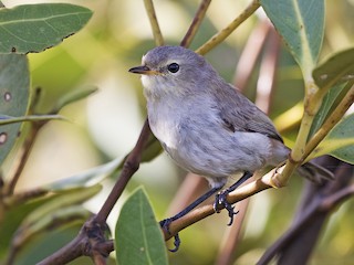 Dusky Gerygone - eBird