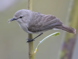 Dusky Gerygone - eBird