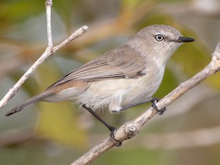 Dusky Gerygone - eBird