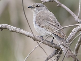 Gilbert's Whistler - eBird