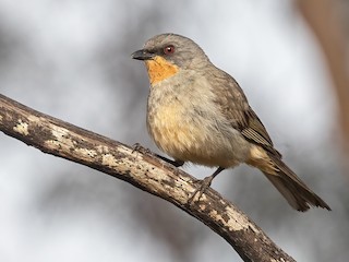 Gilbert's Whistler - eBird