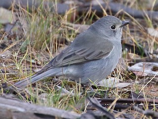 Gilbert's Whistler - eBird