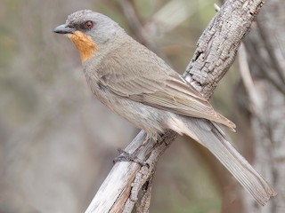 Gilbert's Whistler - eBird