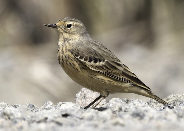 American Pipit Juvenil