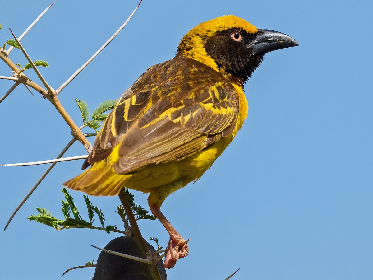 Fox's Weaver - Ploceus spekeoides - Birds of the World