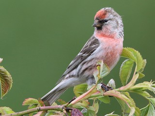 Redpoll - eBird