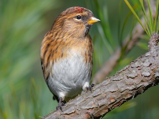 Redpoll - eBird