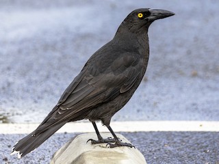 Black Currawong - eBird