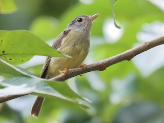 Yellow-legged Flyrobin - eBird