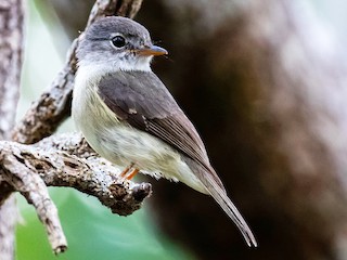 Yellow-legged Flyrobin - eBird