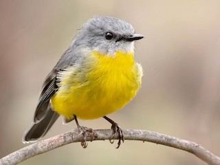 Eastern Yellow Robin - eBird